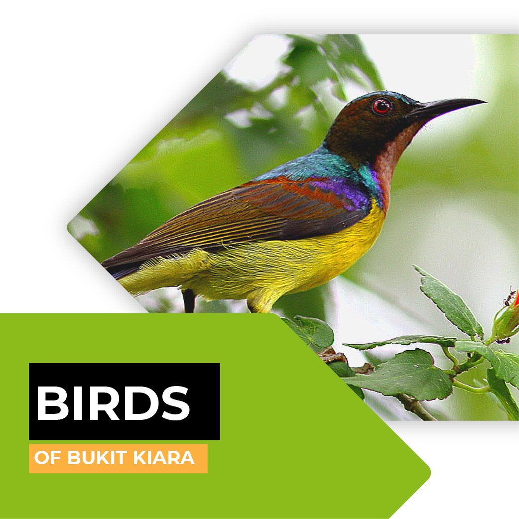 Birds - Friends Of Bukit Kiara