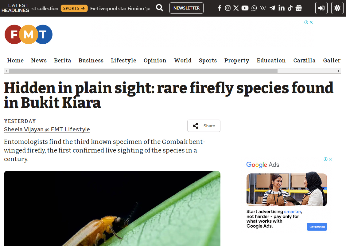 FMT-Rare firefly species found in Bukit Kiara - Friends Of Bukit Kiara